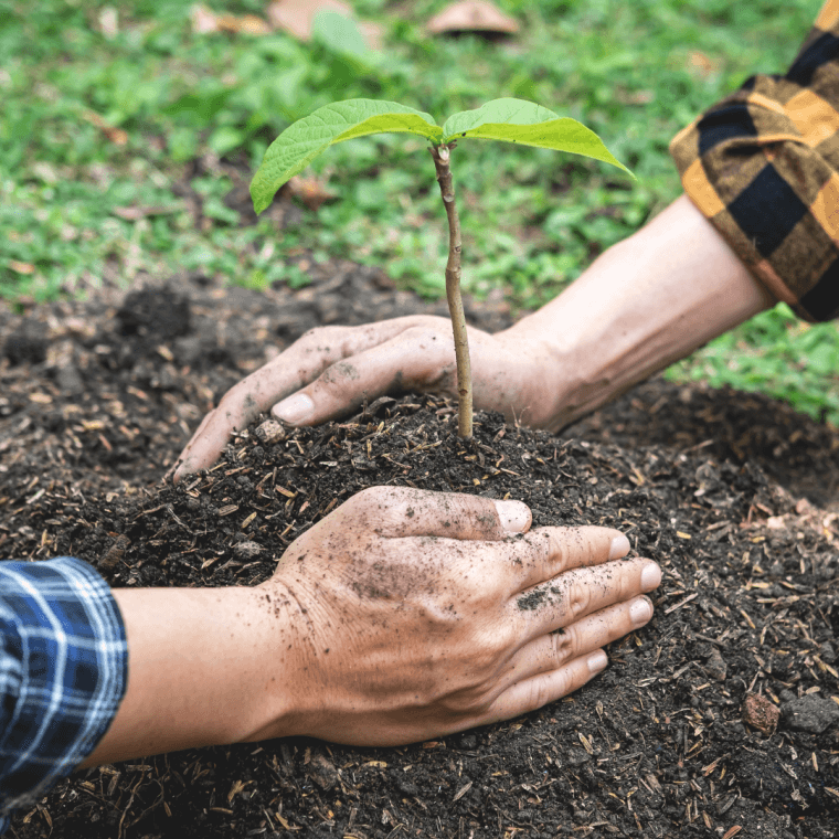 Take home a FREE Tree at EcoFest this Saturday in League City