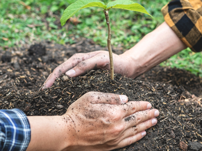 Take home a FREE Tree at EcoFest this Saturday in League City